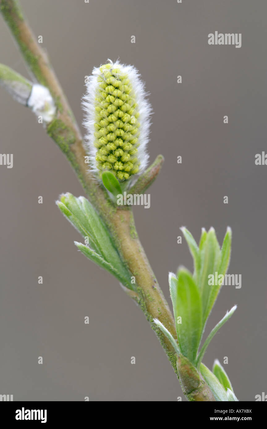 Goat Willow Salix caprea female flowers Stock Photo - Alamy