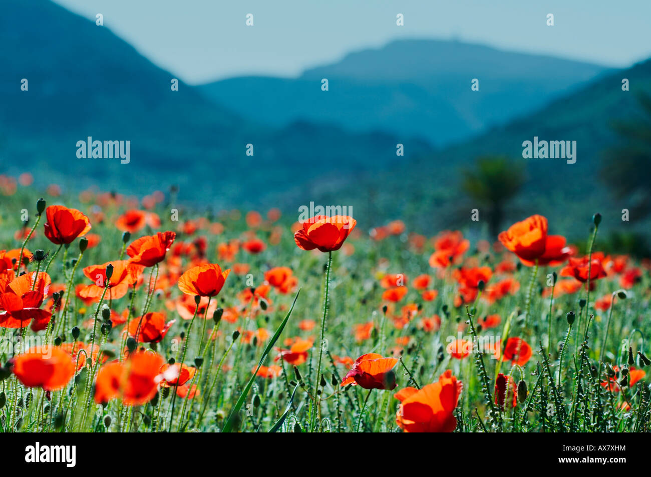 Poppies field cabo de gata hi-res stock photography and images - Alamy