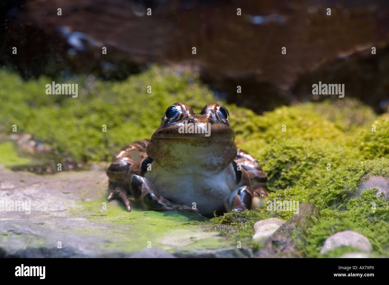 Leopard frog grass hi-res stock photography and images - Alamy