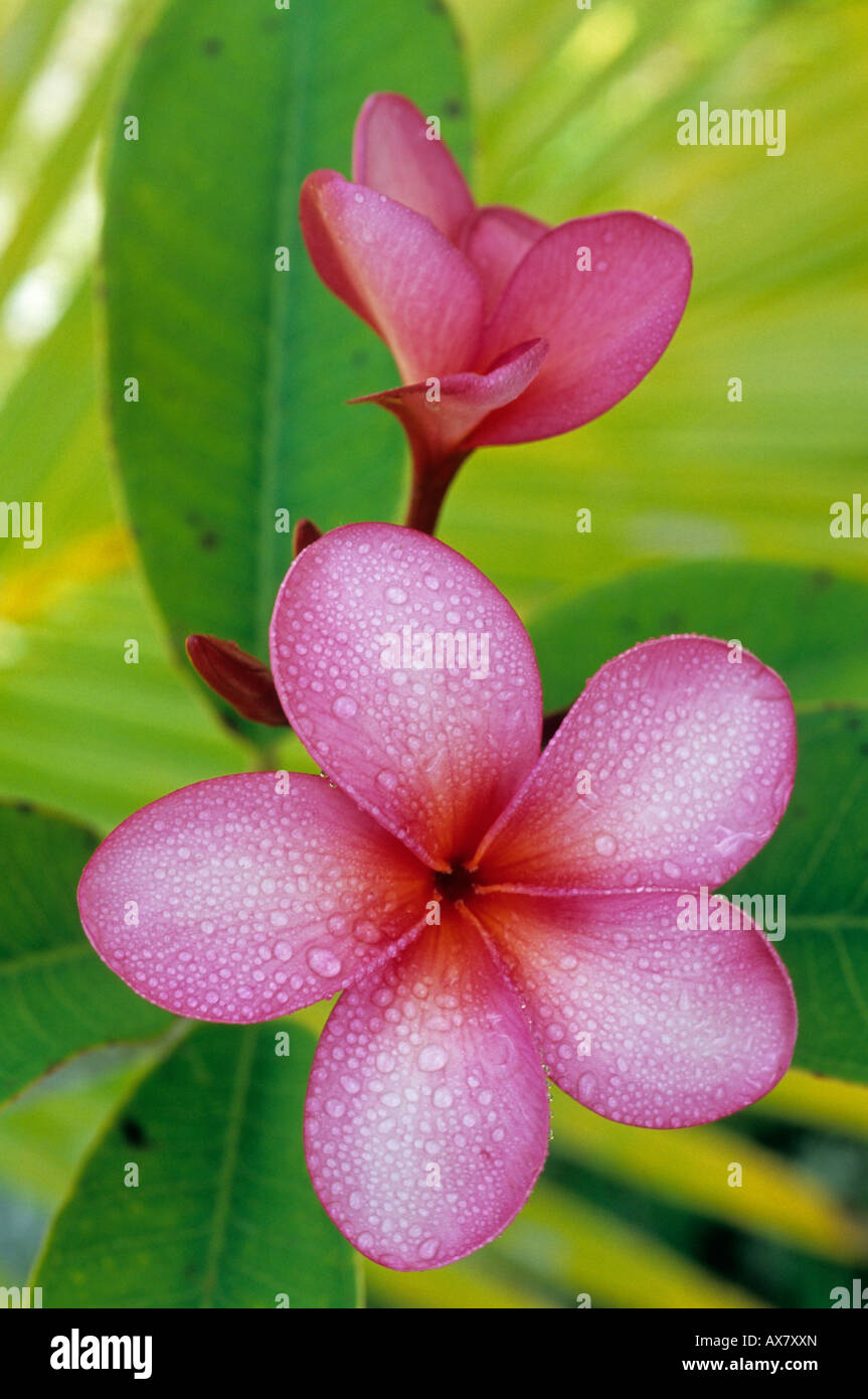 Plumeria (Frangipani) flower, Niue Island, South Pacific Stock Photo ...