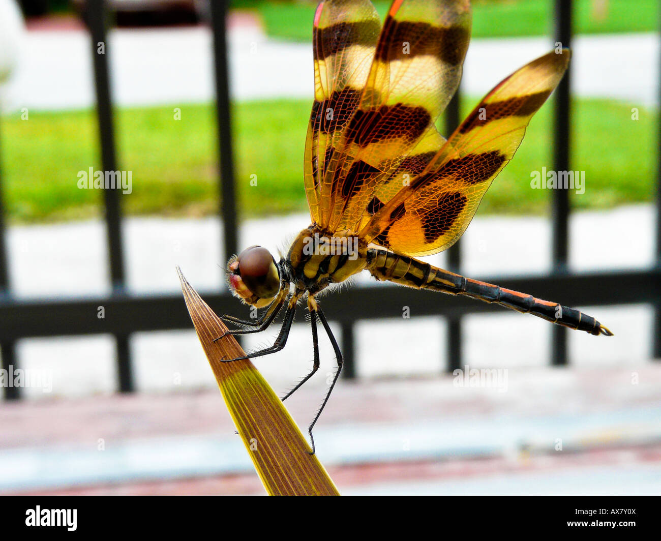 Animals insects dragonfly dragonflies hi-res stock photography and ...
