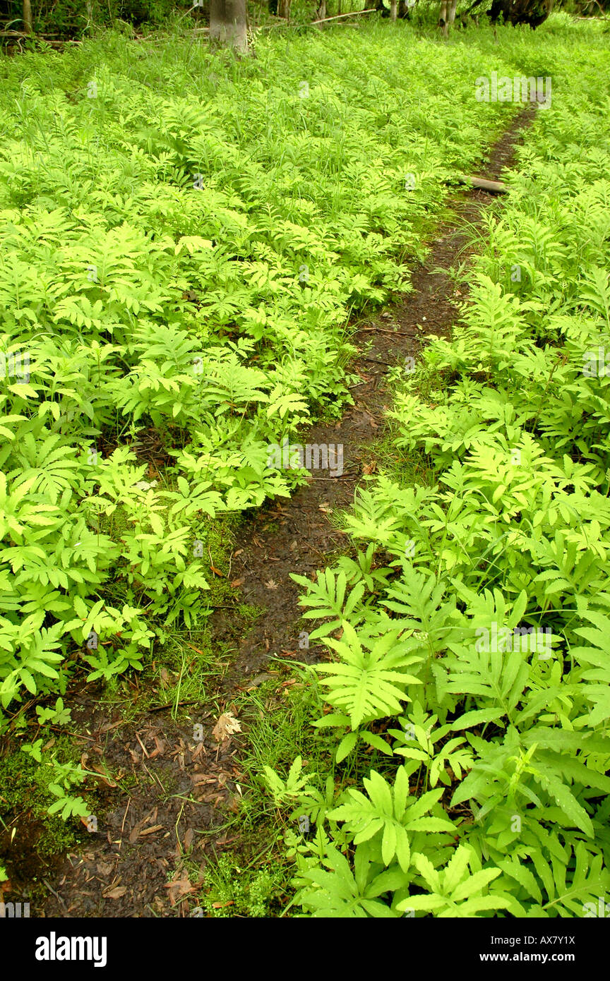 A walking trail cut through greenery in a forest Stock Photo - Alamy