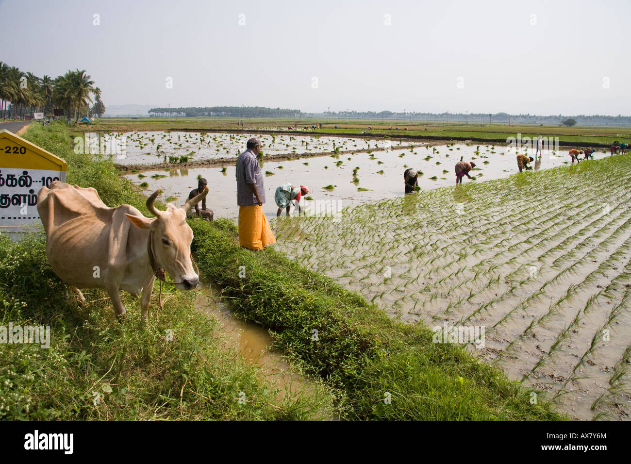 Women planting rice plants in a paddy field, Tamil Nadu, India Stock ...