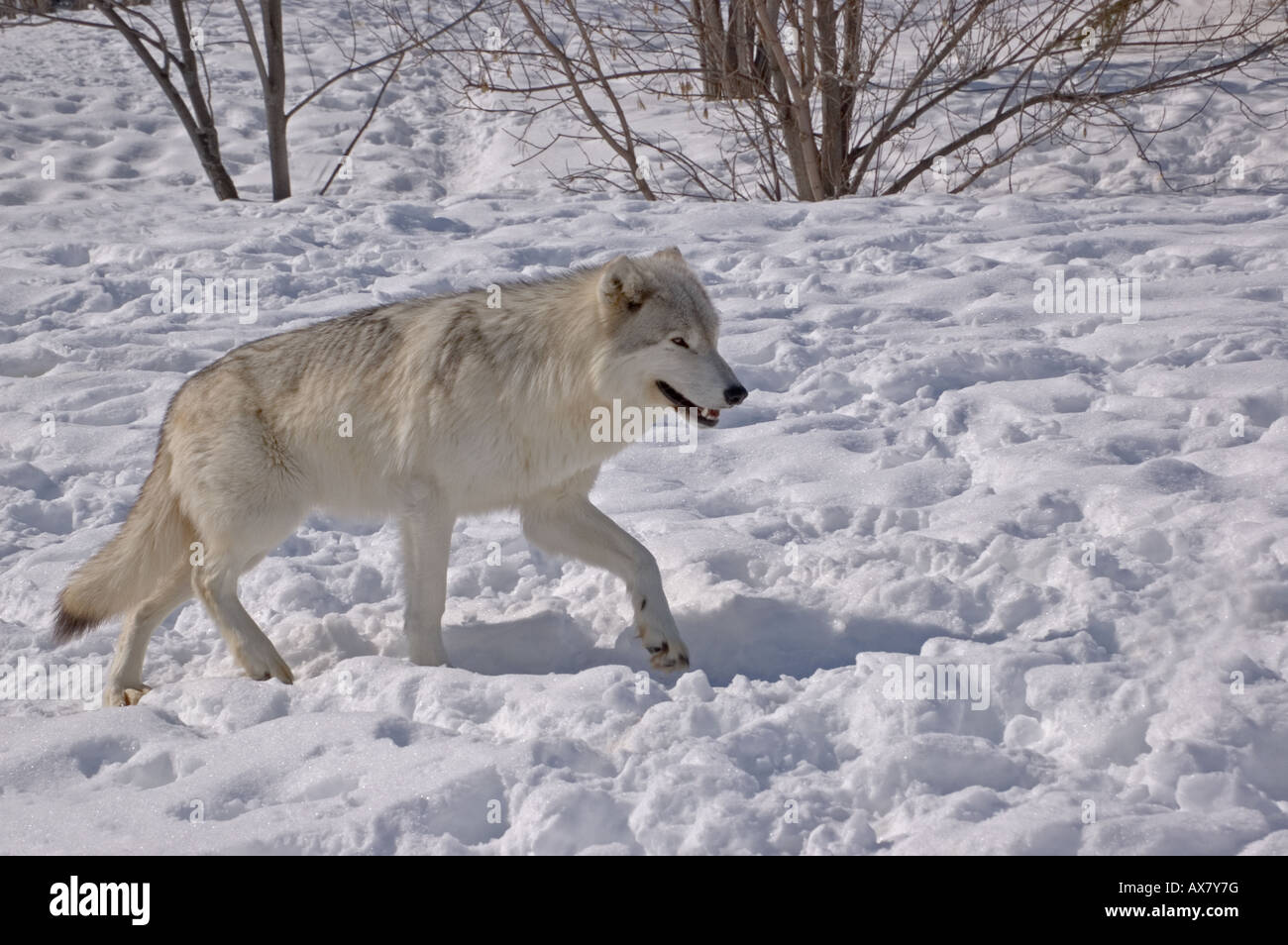 A pacing timber wolf Stock Photo - Alamy