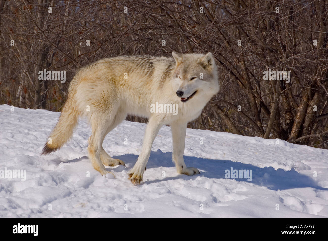 A watching timber wolf Stock Photo - Alamy