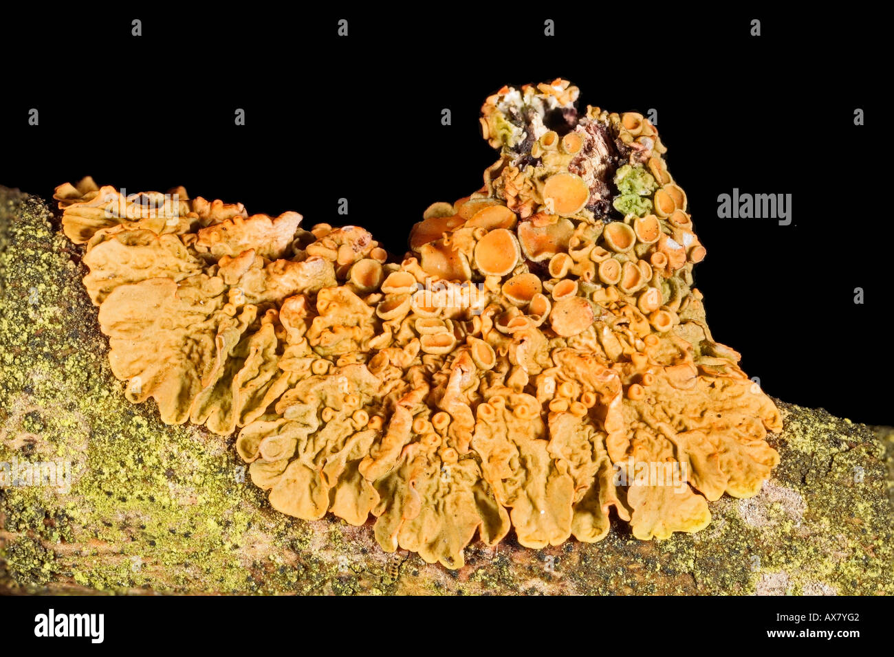 Xanthoria sp hi-res stock photography and images - Alamy