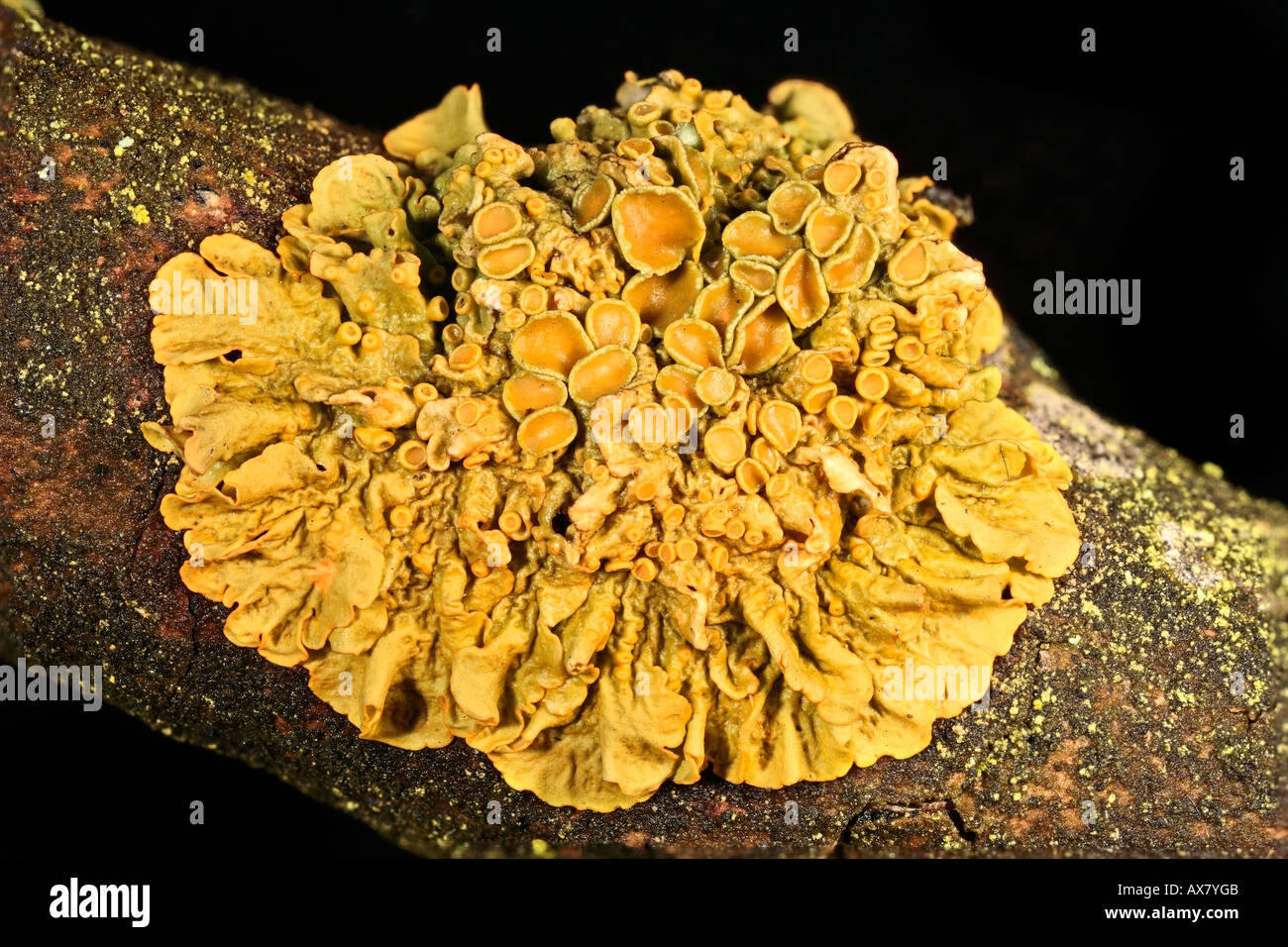 Xanthoria lichen xanthoria sp hi-res stock photography and images - Alamy