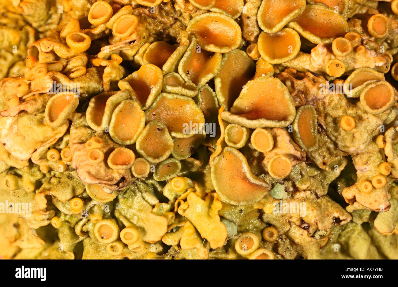 Xanthoria sp hi-res stock photography and images - Alamy