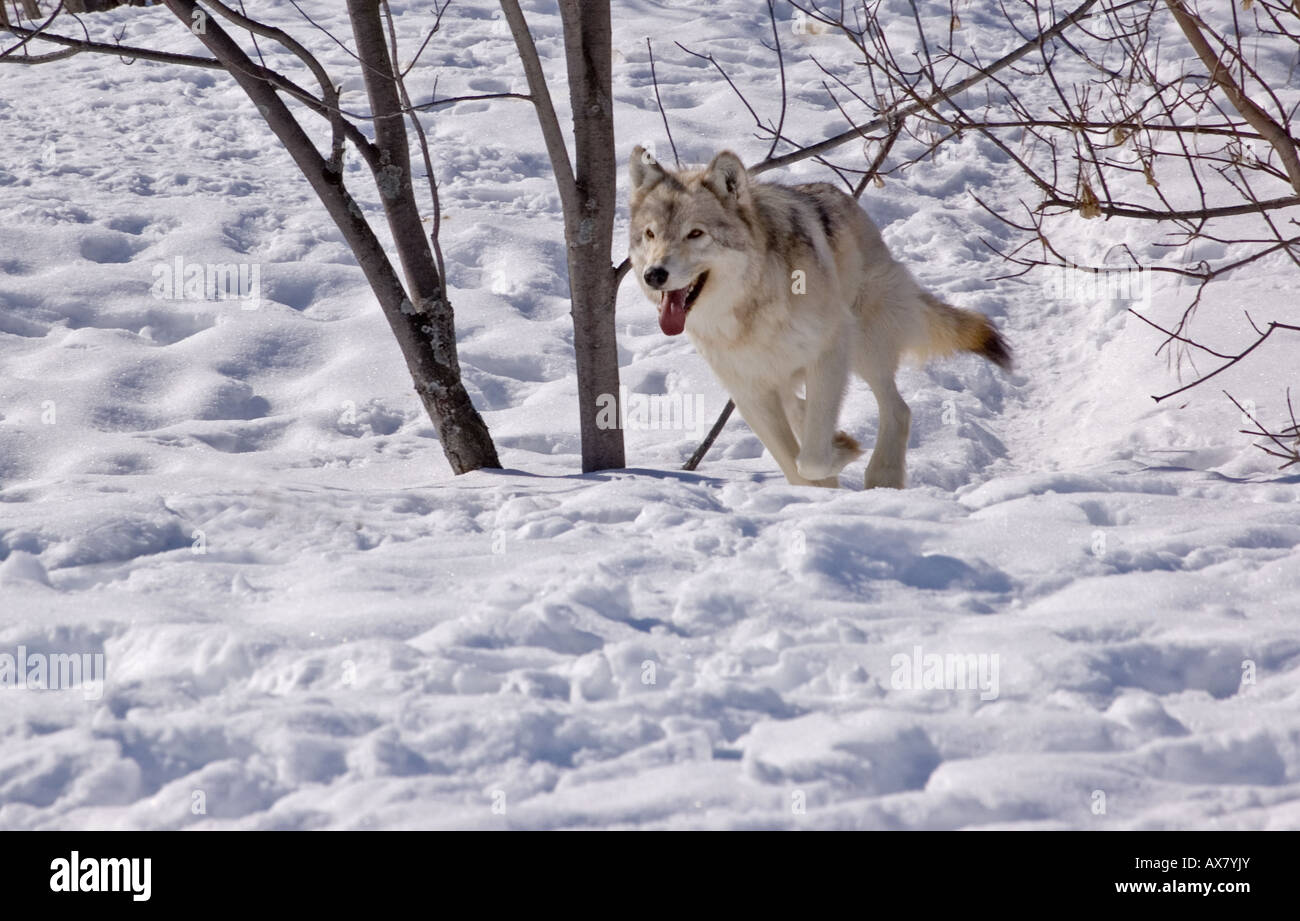 A running wolf Stock Photo - Alamy