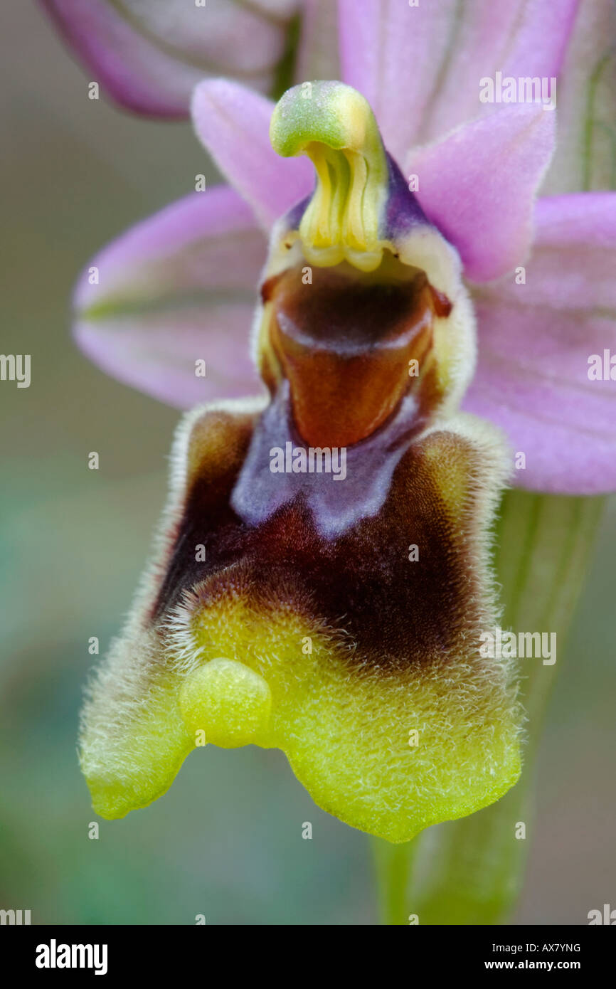 Sawfly orchid Ophrys tenthredinifera Spain Stock Photo - Alamy