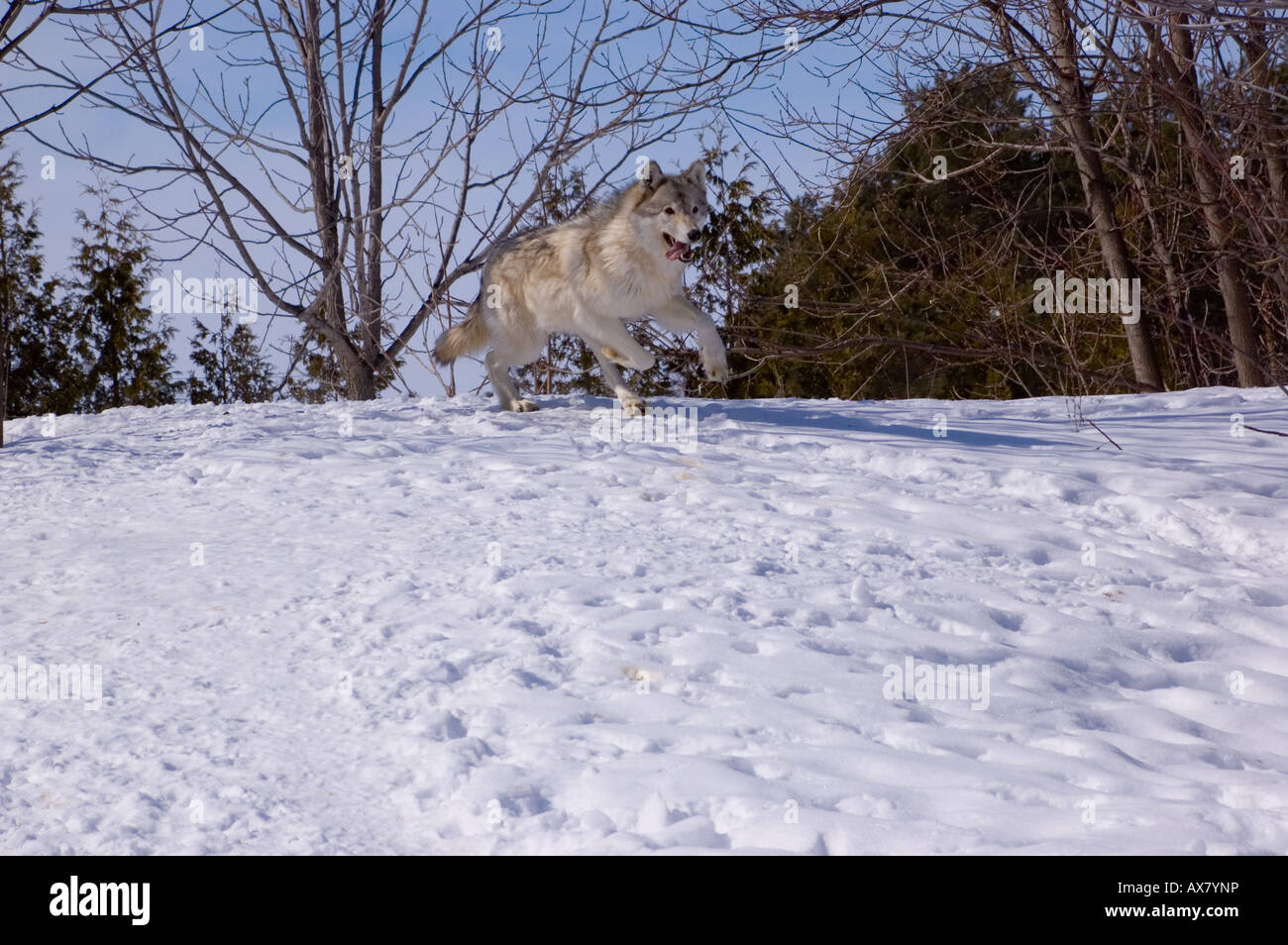 A running wolf Stock Photo - Alamy