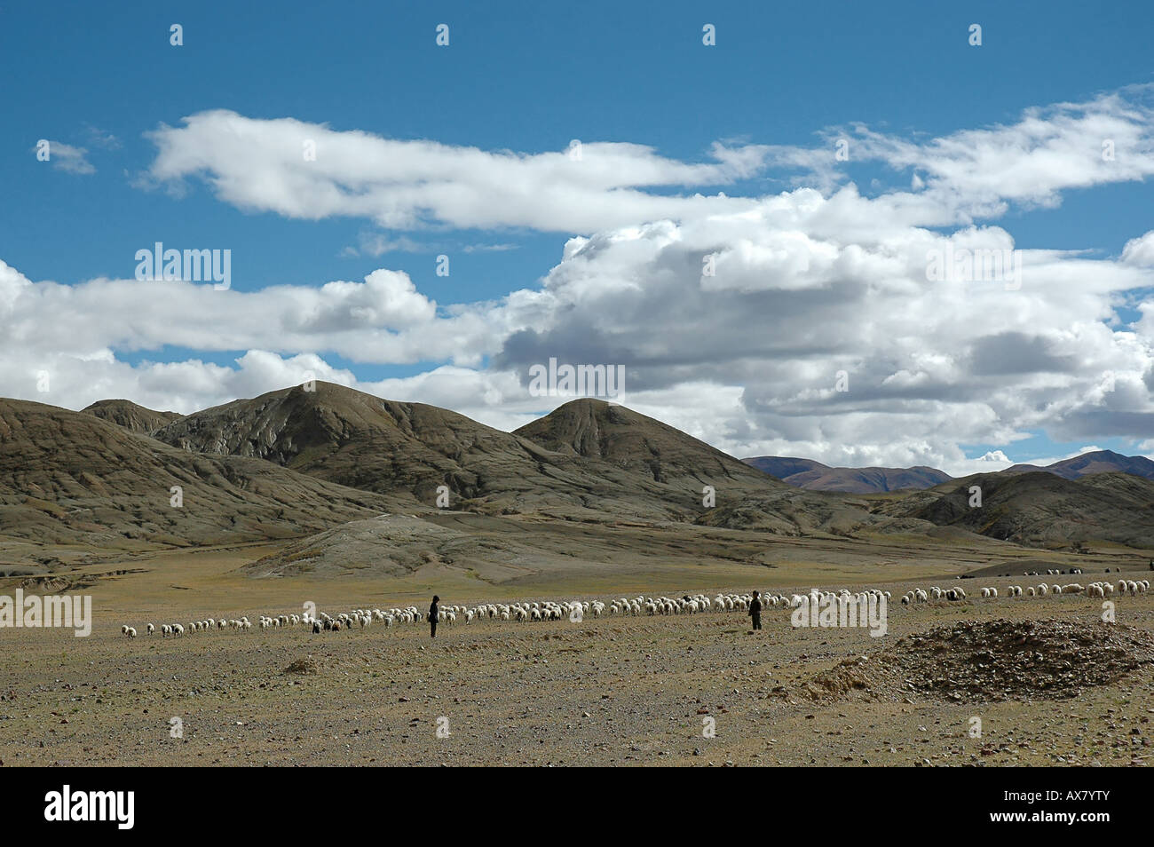 lots of sheep and person Stock Photo - Alamy