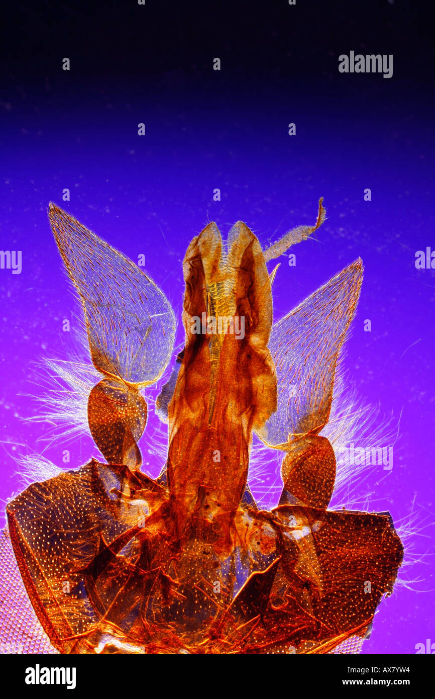 Tabanid fly mouthparts blue background Stock Photo - Alamy