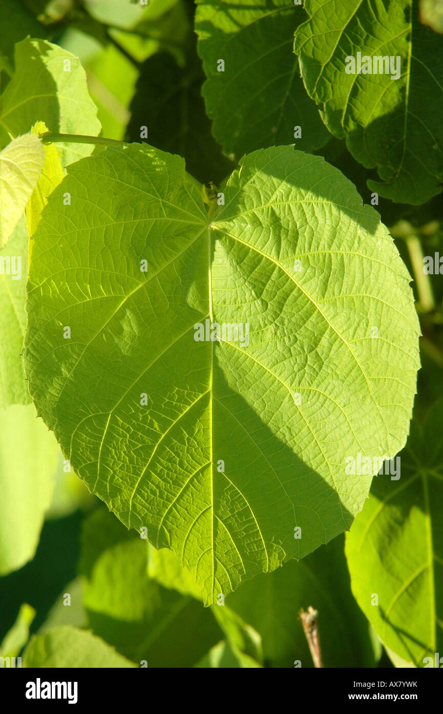 A large green leaf Stock Photo - Alamy