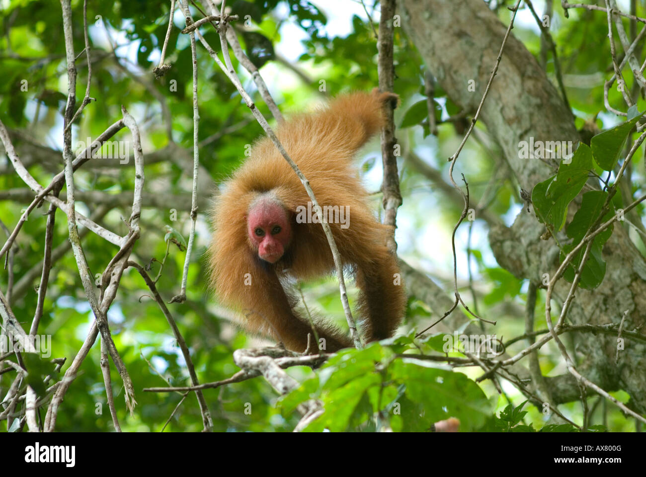 Red uakari monkey Cacajao calvus ucayalii juvenile WILD Stock Photo - Alamy
