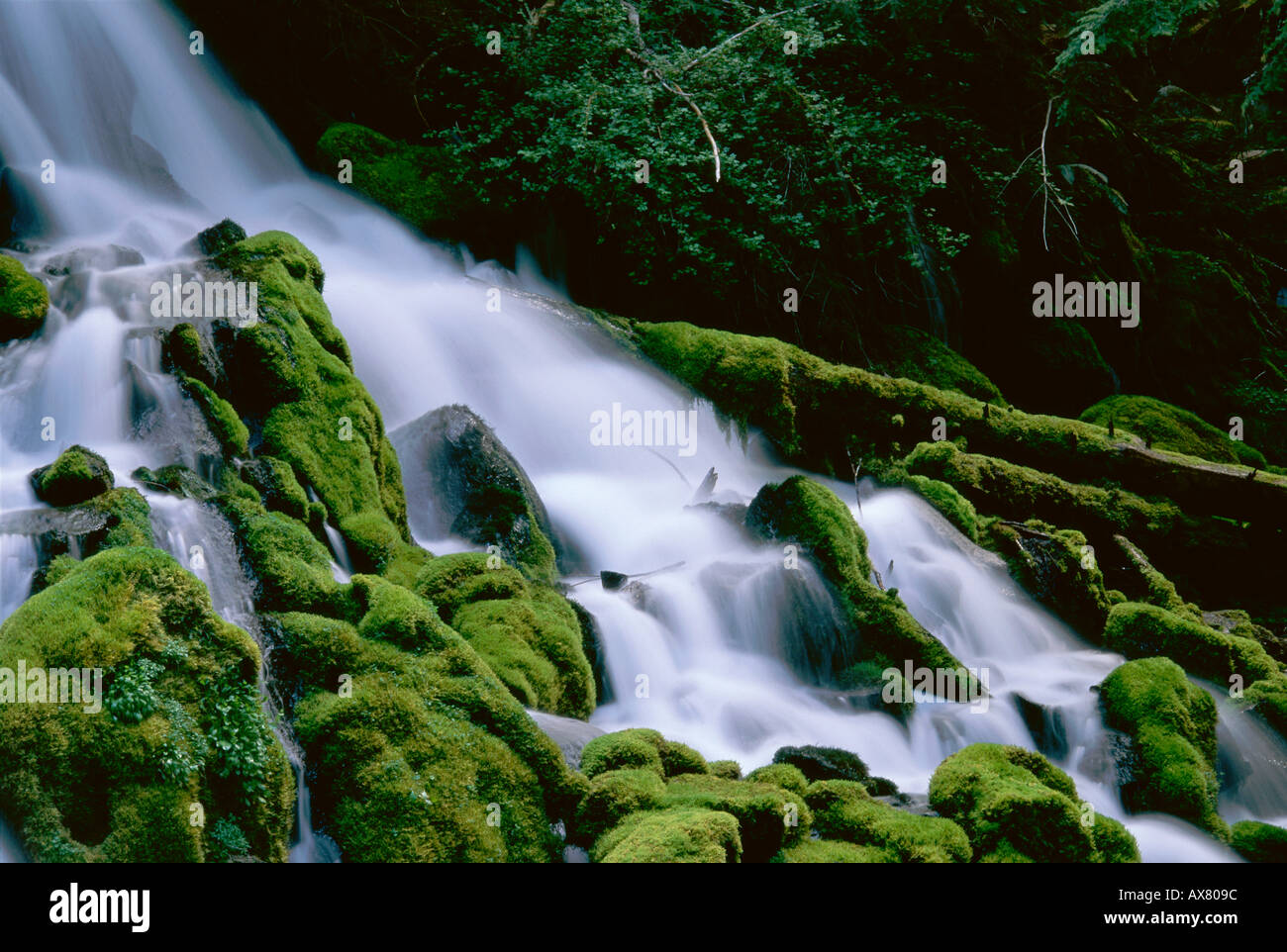 Clearwater falls oregon hi-res stock photography and images - Alamy