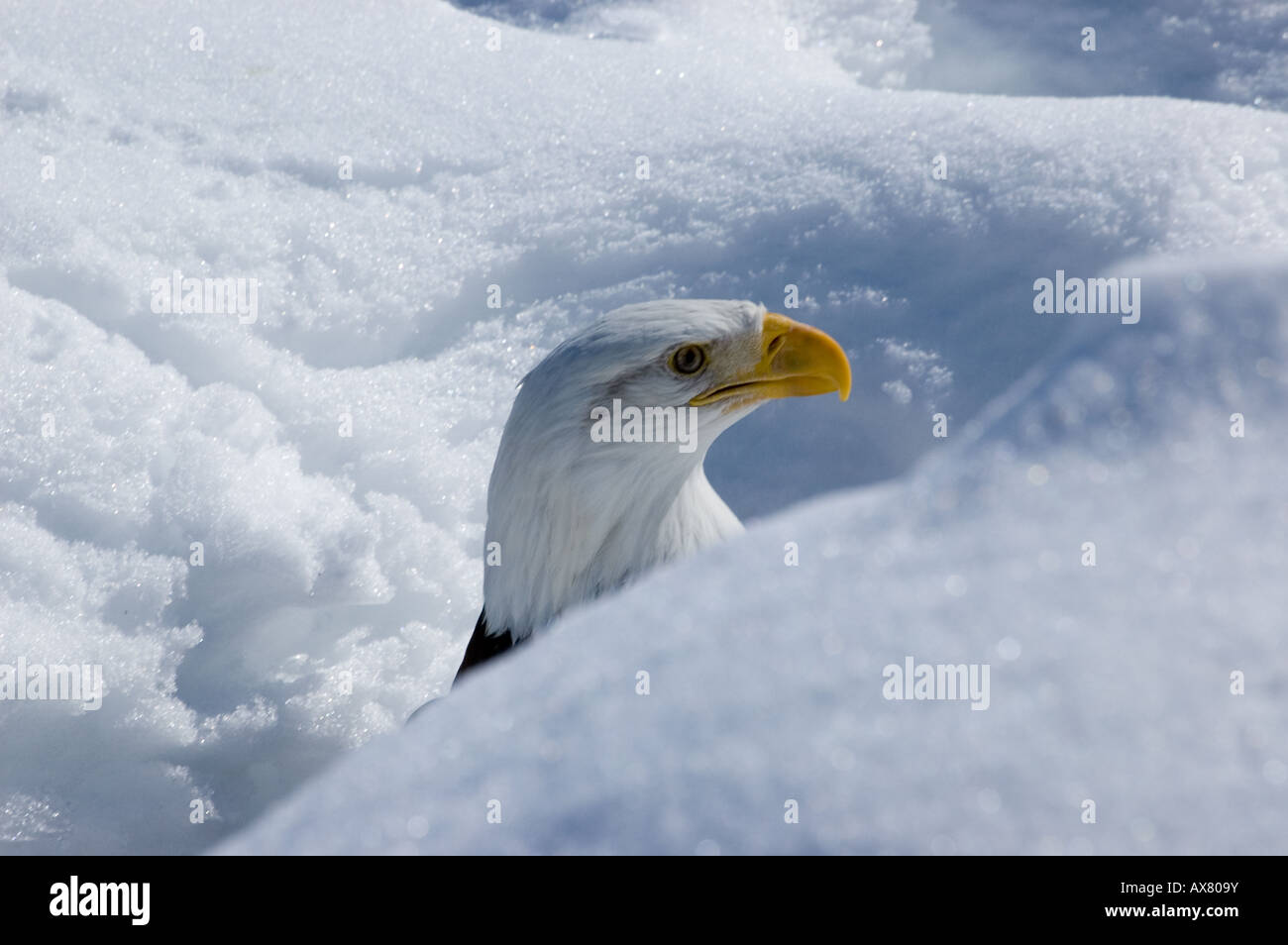 Eagle at winter hi-res stock photography and images - Alamy