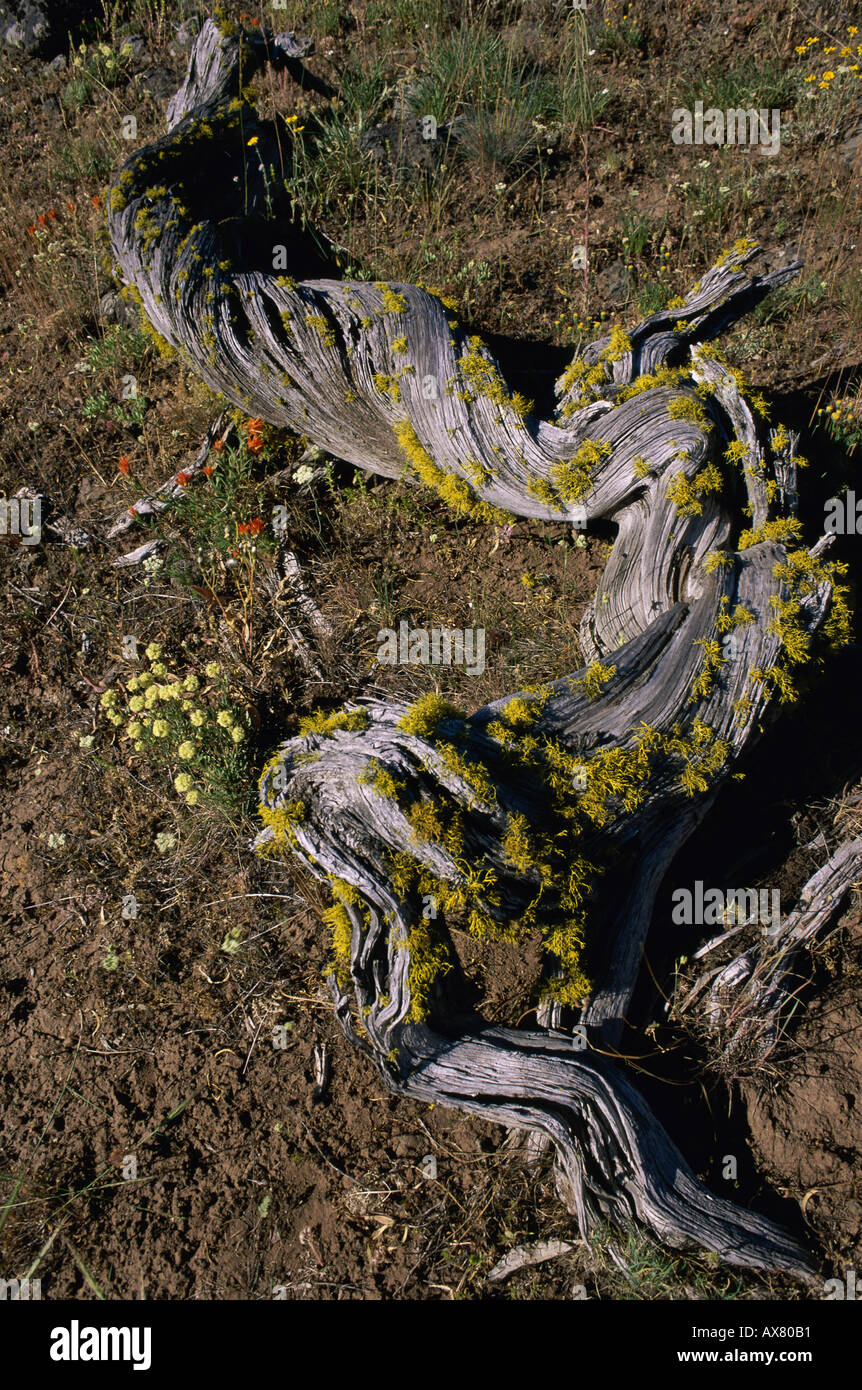 Juniper log hi-res stock photography and images - Alamy