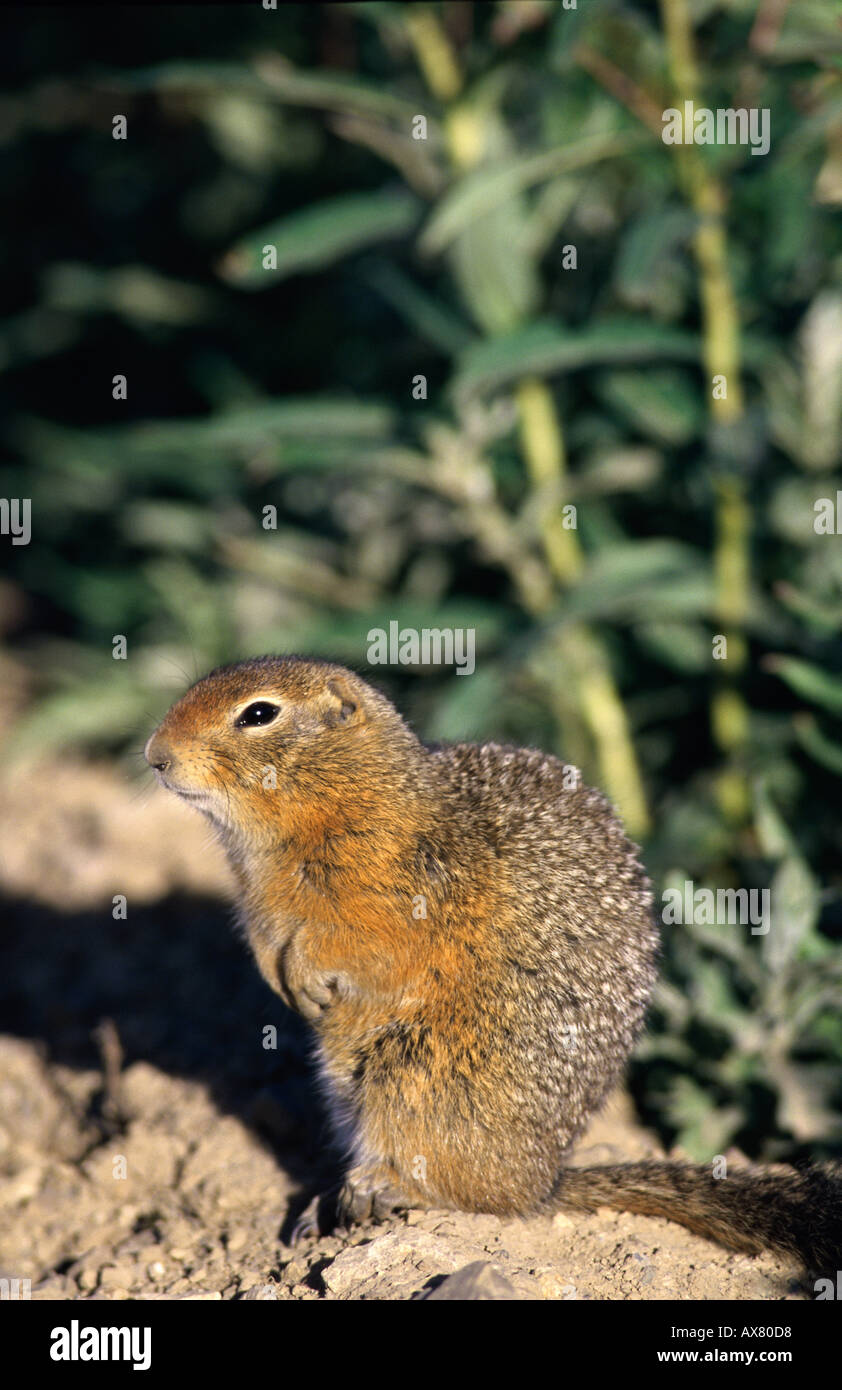 Artic ground squirrel hi-res stock photography and images - Alamy