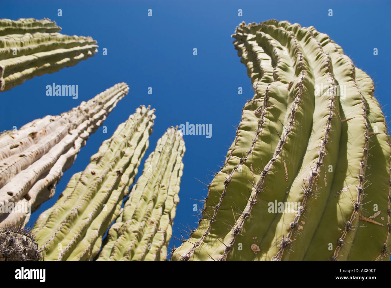 Large Cardon Cactus, Pachycereus pringlei, Baja California, Mexico ...