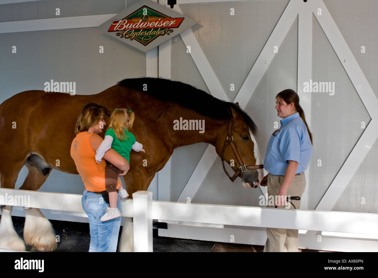 Anheuser Busch's Budweiser Clydesdale Horse at Busch Gardens in Tampa ...