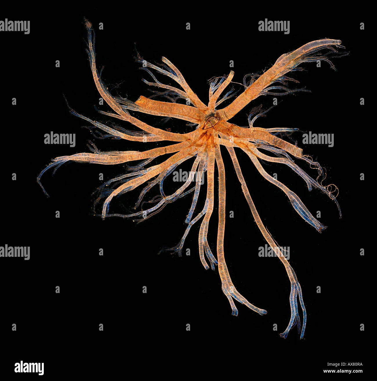 Insect trachea physiology detail hi-res stock photography and images ...