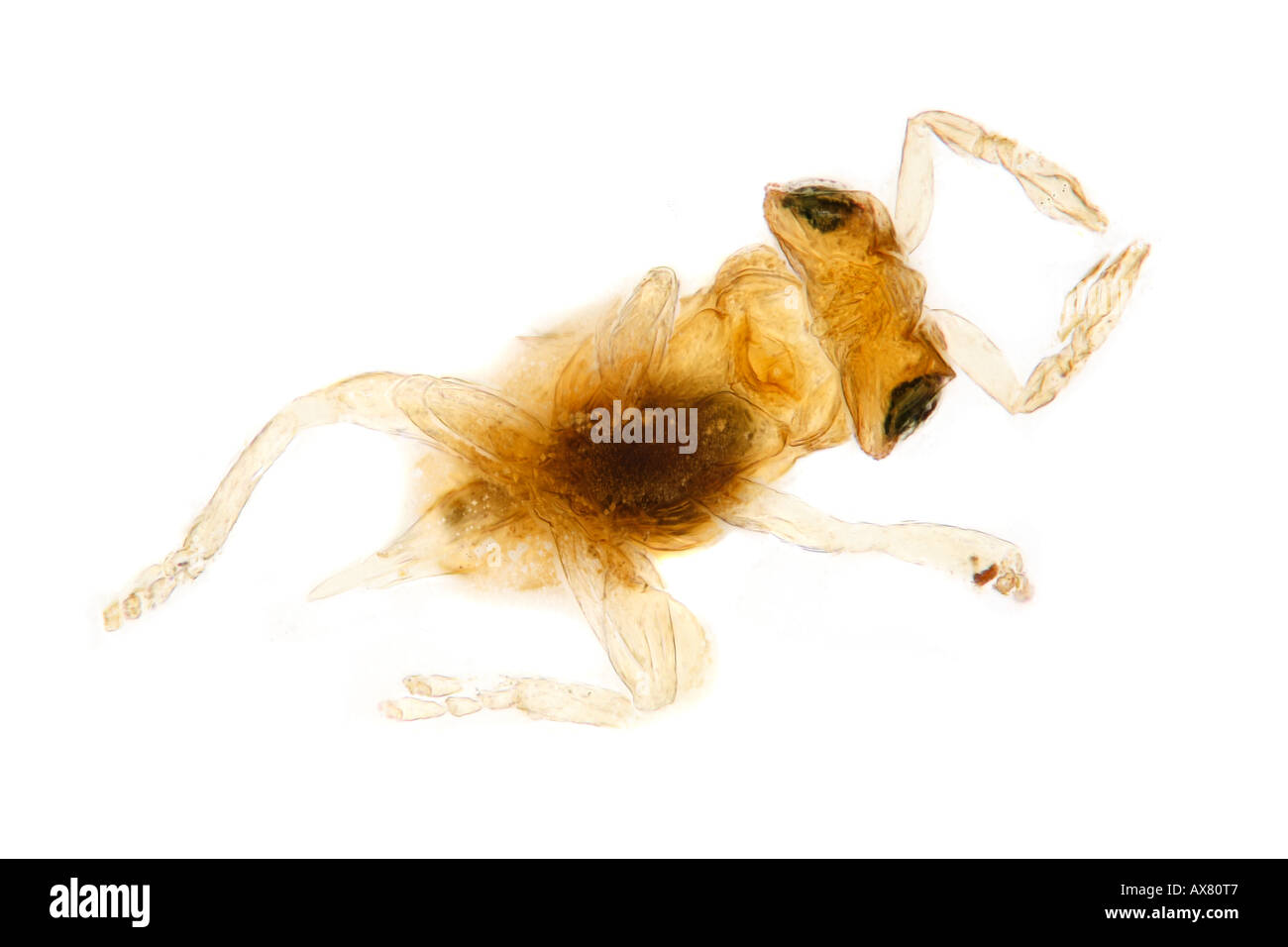 Trichogramma hi-res stock photography and images - Alamy