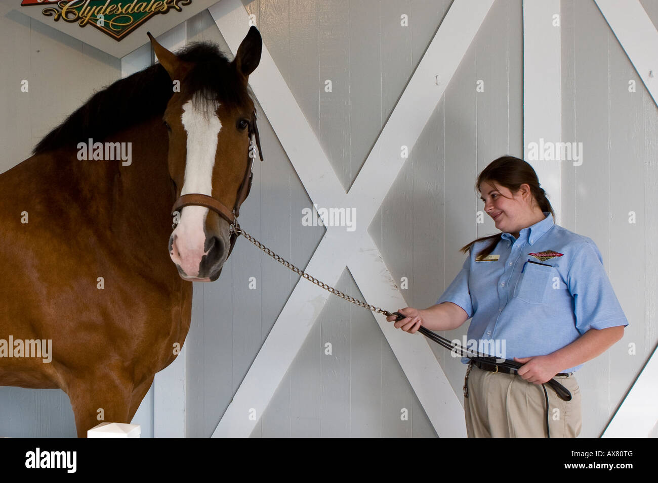 Anheuser Busch's Budweiser Clydesdale Horse at Busch Gardens in Tampa ...
