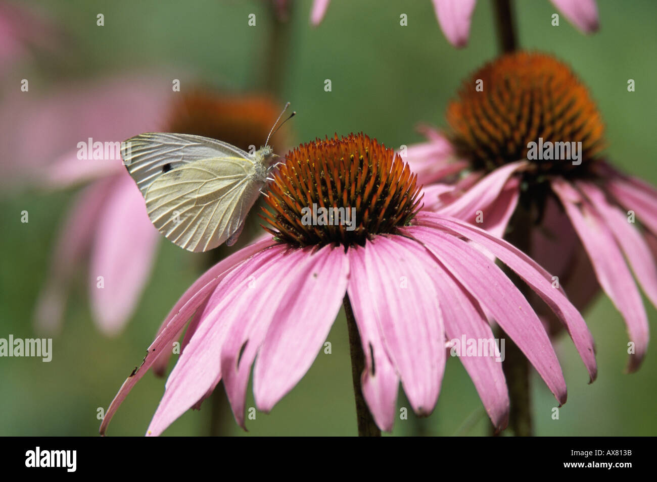 Cone Flower and Butterfly Stock Photo - Alamy