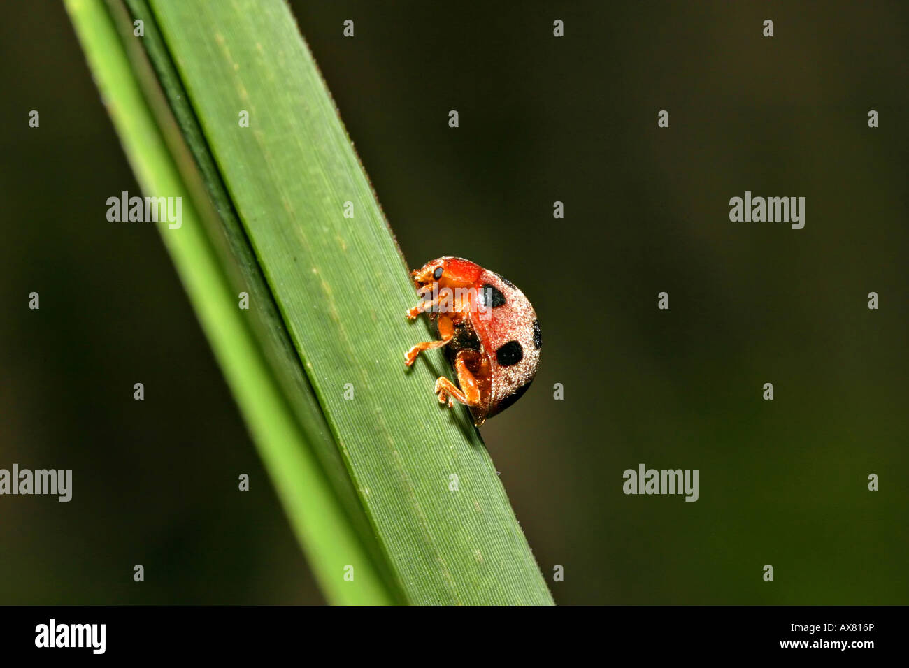 Carapace insect hi-res stock photography and images - Alamy