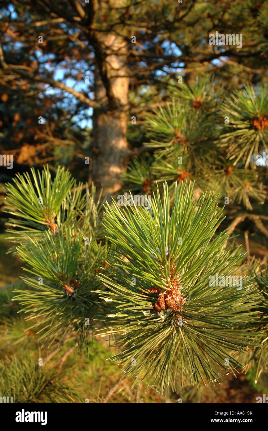 Pine Needles: The spikey defense mechanism of the pine tree Stock Photo ...