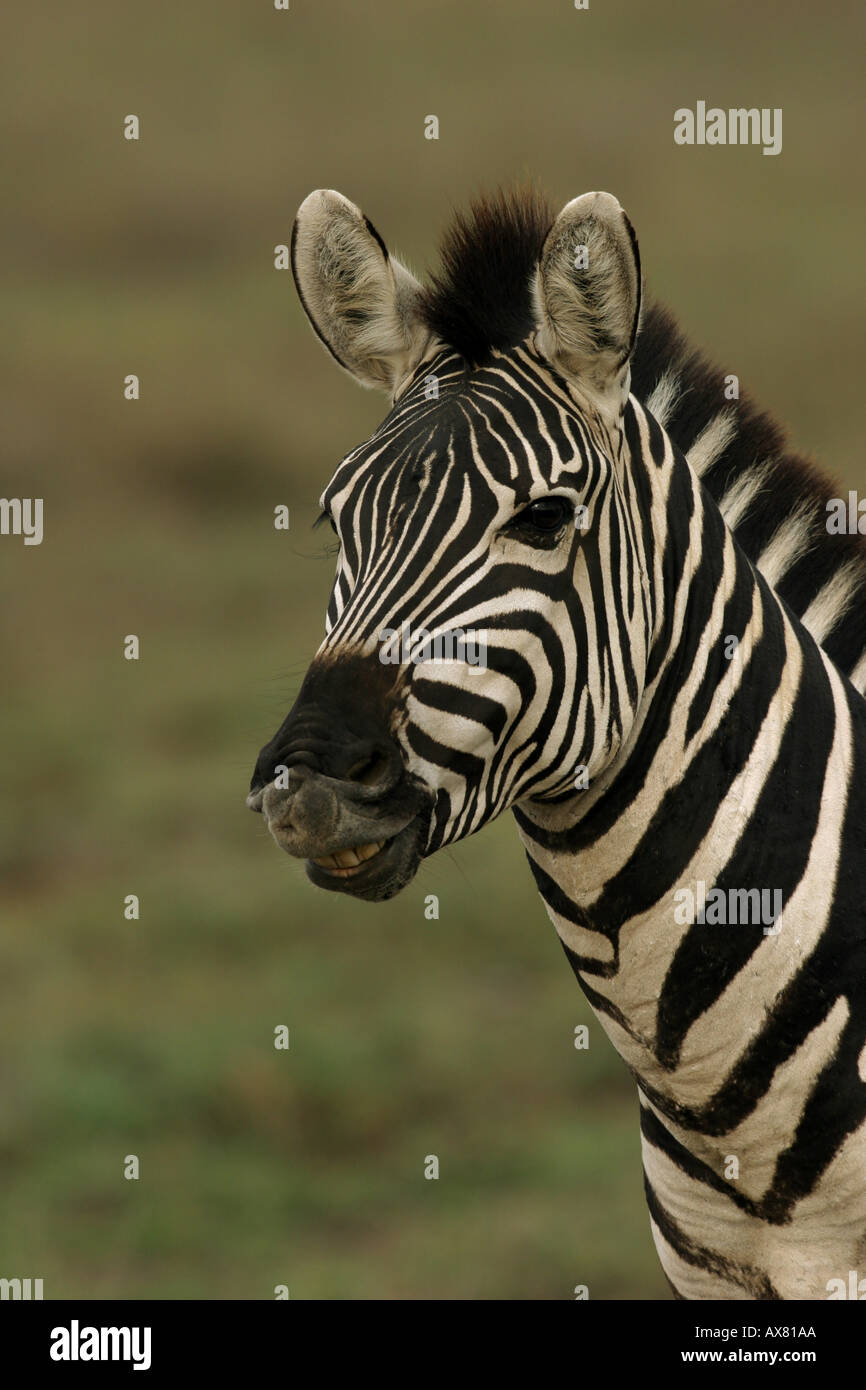 Zebra braying hi-res stock photography and images - Alamy