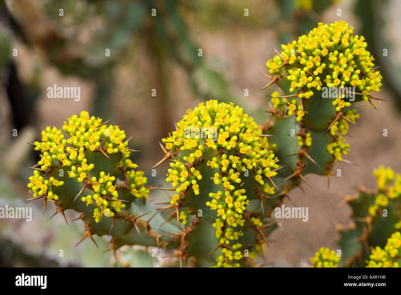 Euphorbia Coerulescens High Resolution Stock Photography and Images - Alamy