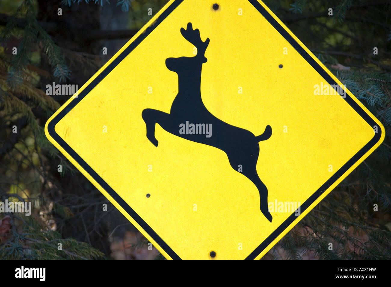 "Beware of Deer" road sign, Indiana, North America Stock Photo - Alamy