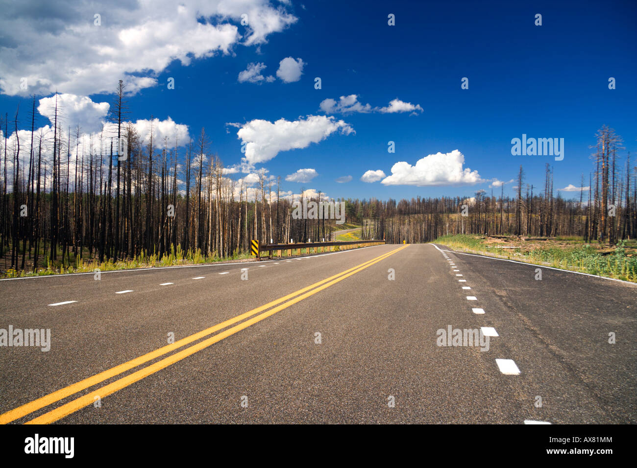 Road through burnt forest Stock Photo - Alamy