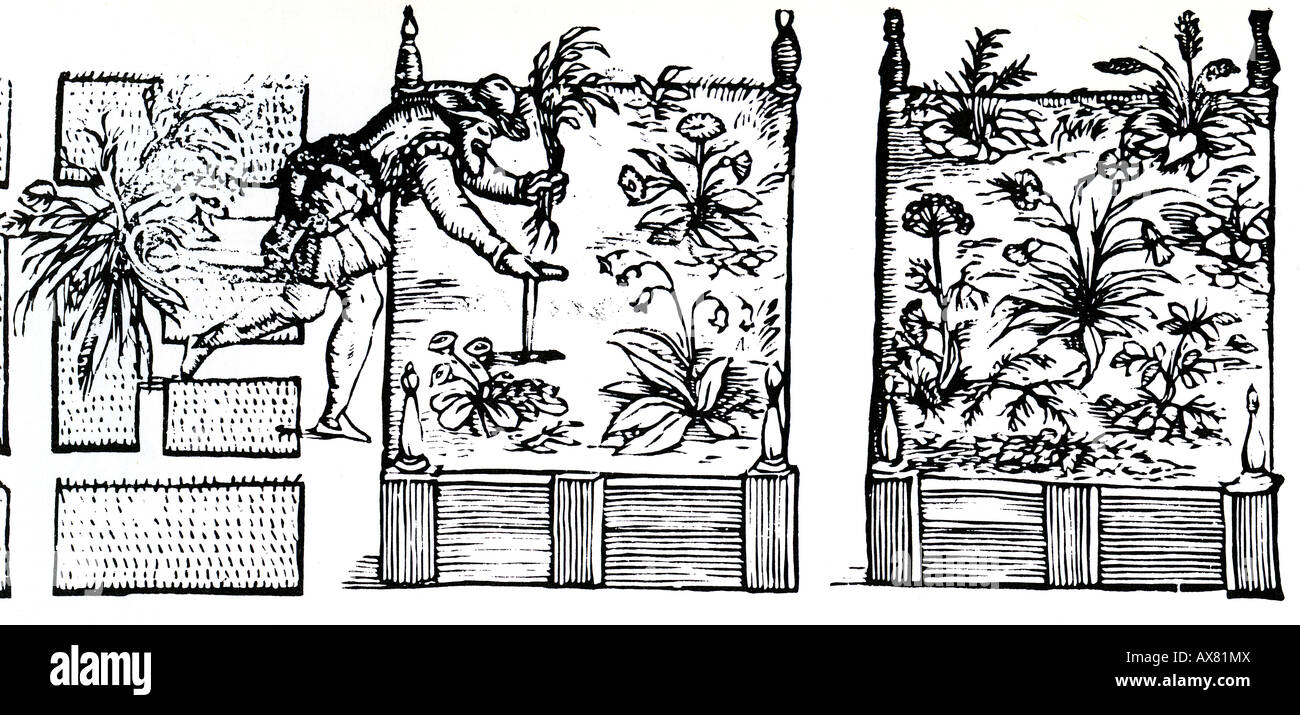 THE GARDENER'S LABYRINTH by Thomas Hill published in 1586 shows flowers ...