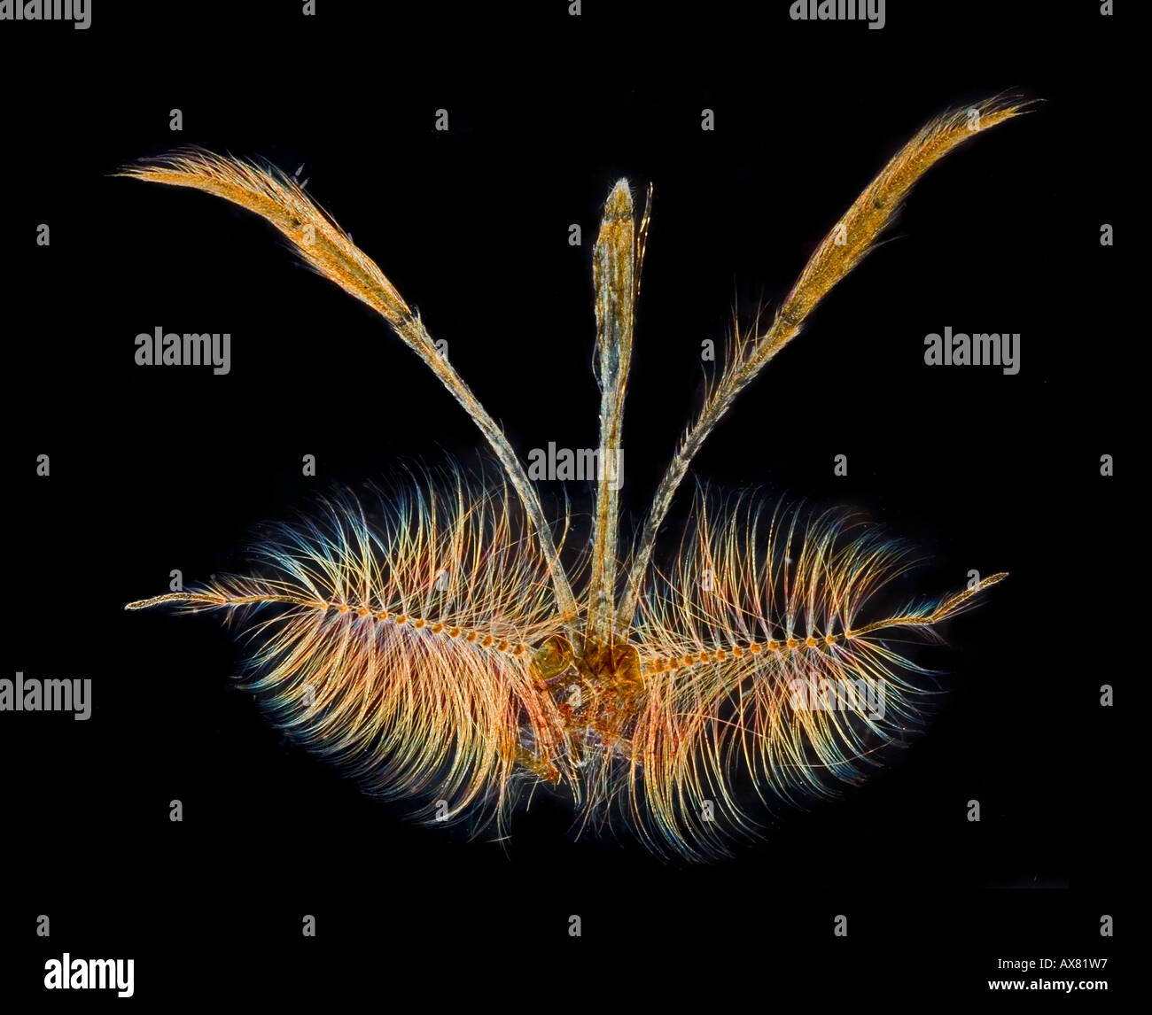Entomology senses hi-res stock photography and images - Alamy