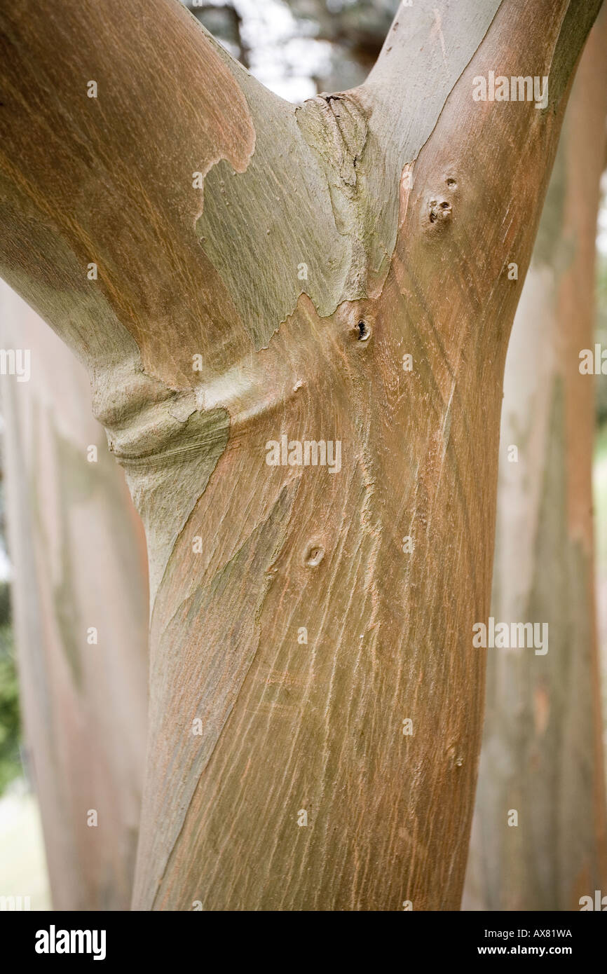 Spinning Gum tree bark detail Eucalypyus perriniana Australia Victoria ...