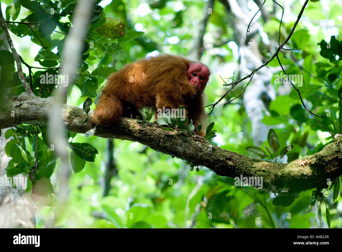 Ucayalii hi-res stock photography and images - Alamy