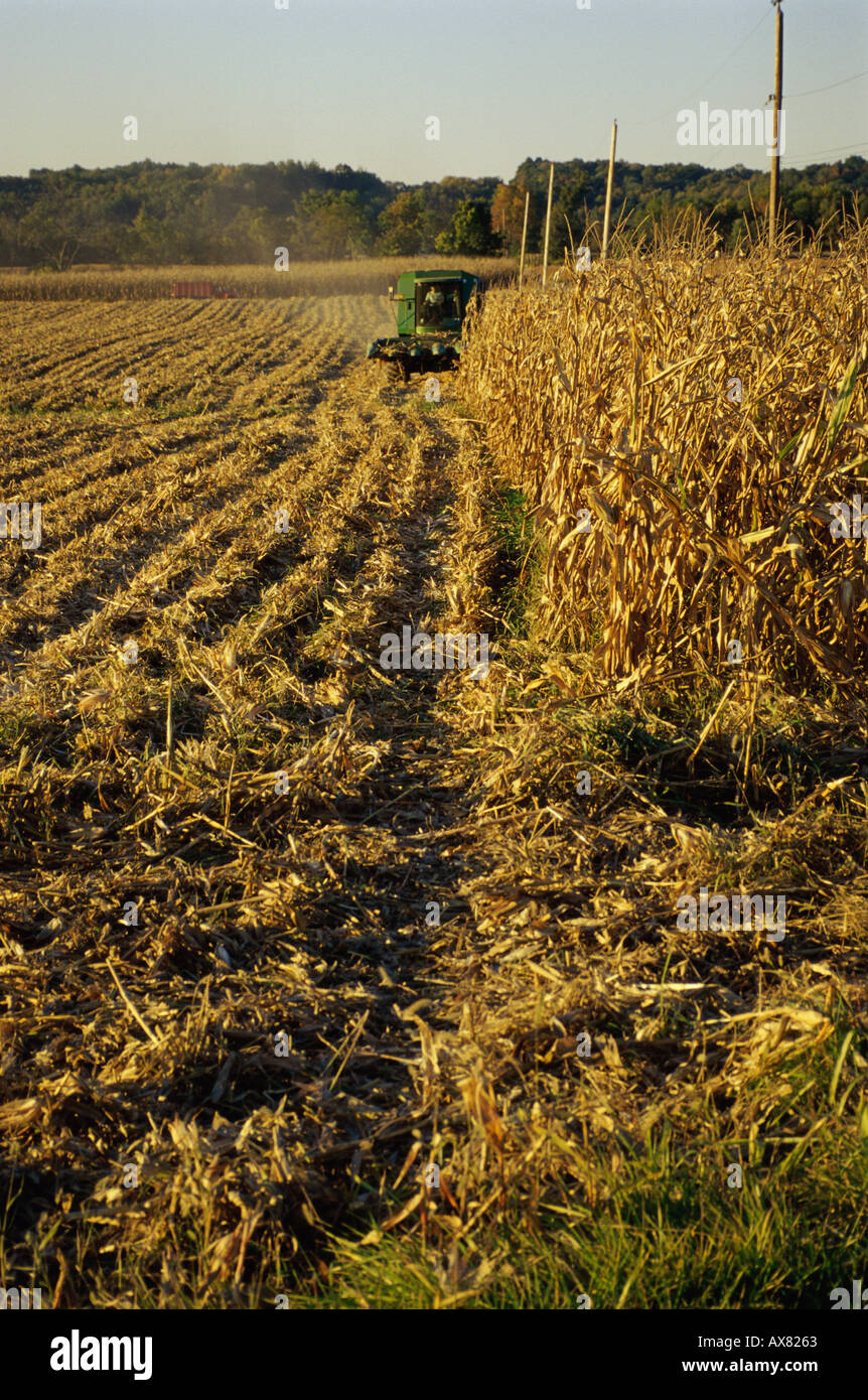Combining corn hi-res stock photography and images - Alamy