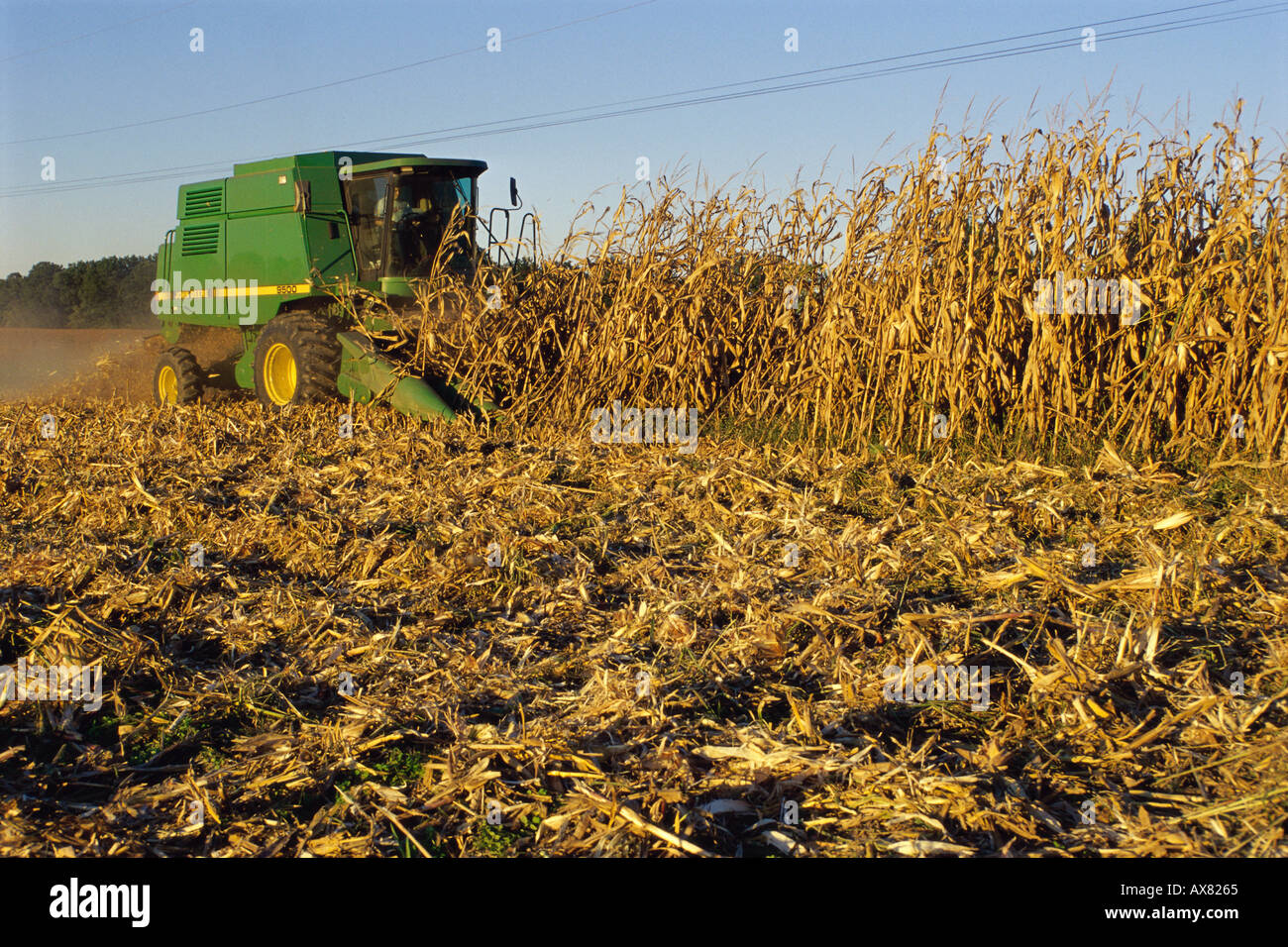Combining corn hi-res stock photography and images - Alamy