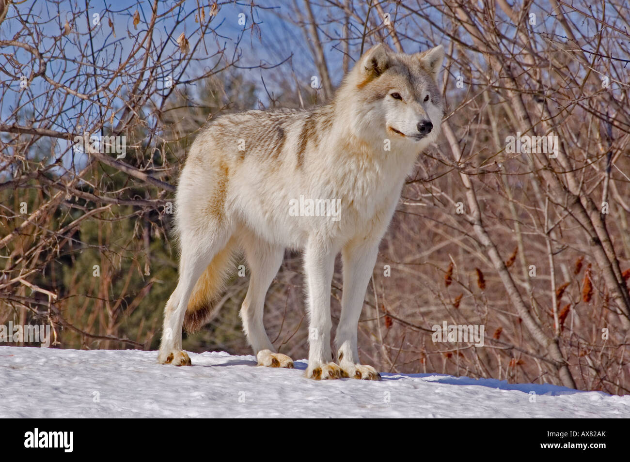 A watching timber wolf Stock Photo - Alamy