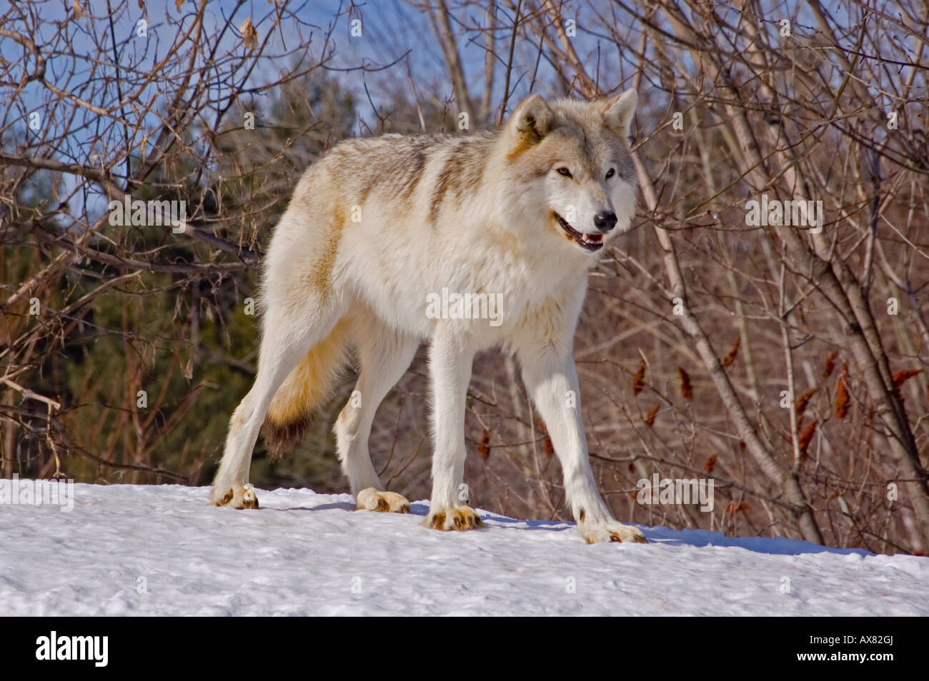 A timber wolf Stock Photo - Alamy