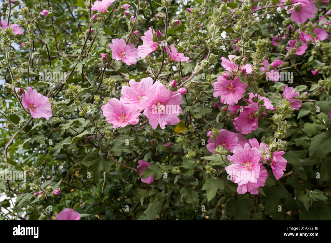 Mallow flowers in bloom, Common Mallow flower, Malva sylvestris Stock ...