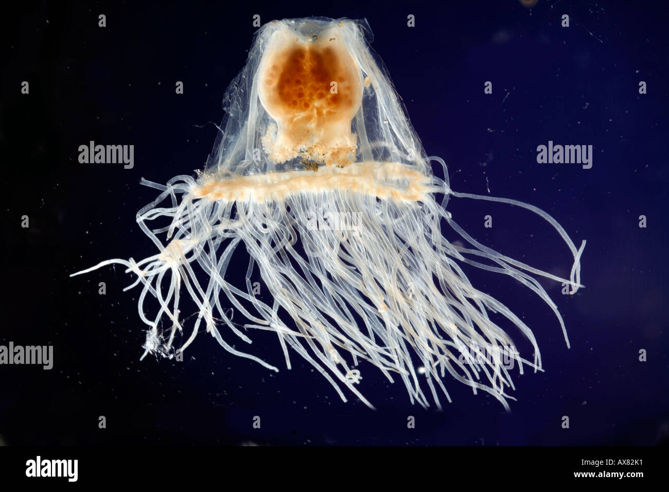 Blue medusa hi-res stock photography and images - Alamy