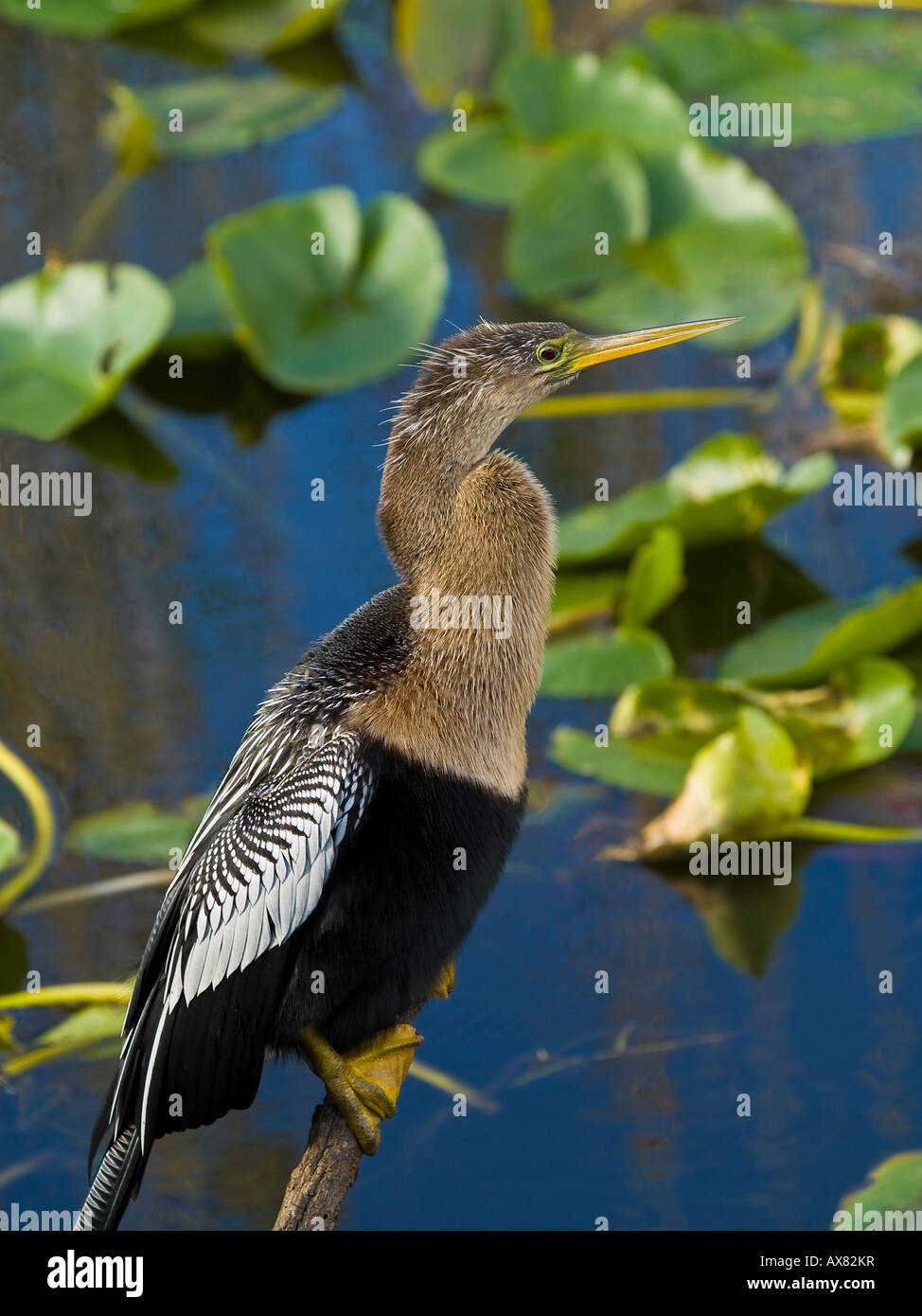 Anhinga Anhinga anhinga Stock Photo - Alamy