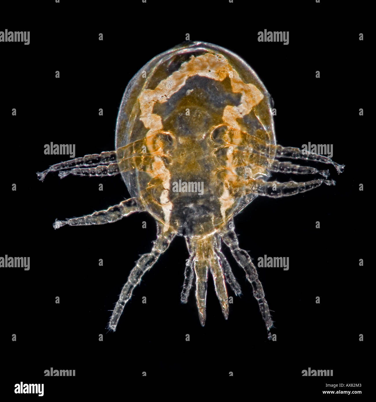 Photomicrograph of a predatory mite belonging to the order Mesostigmata ...