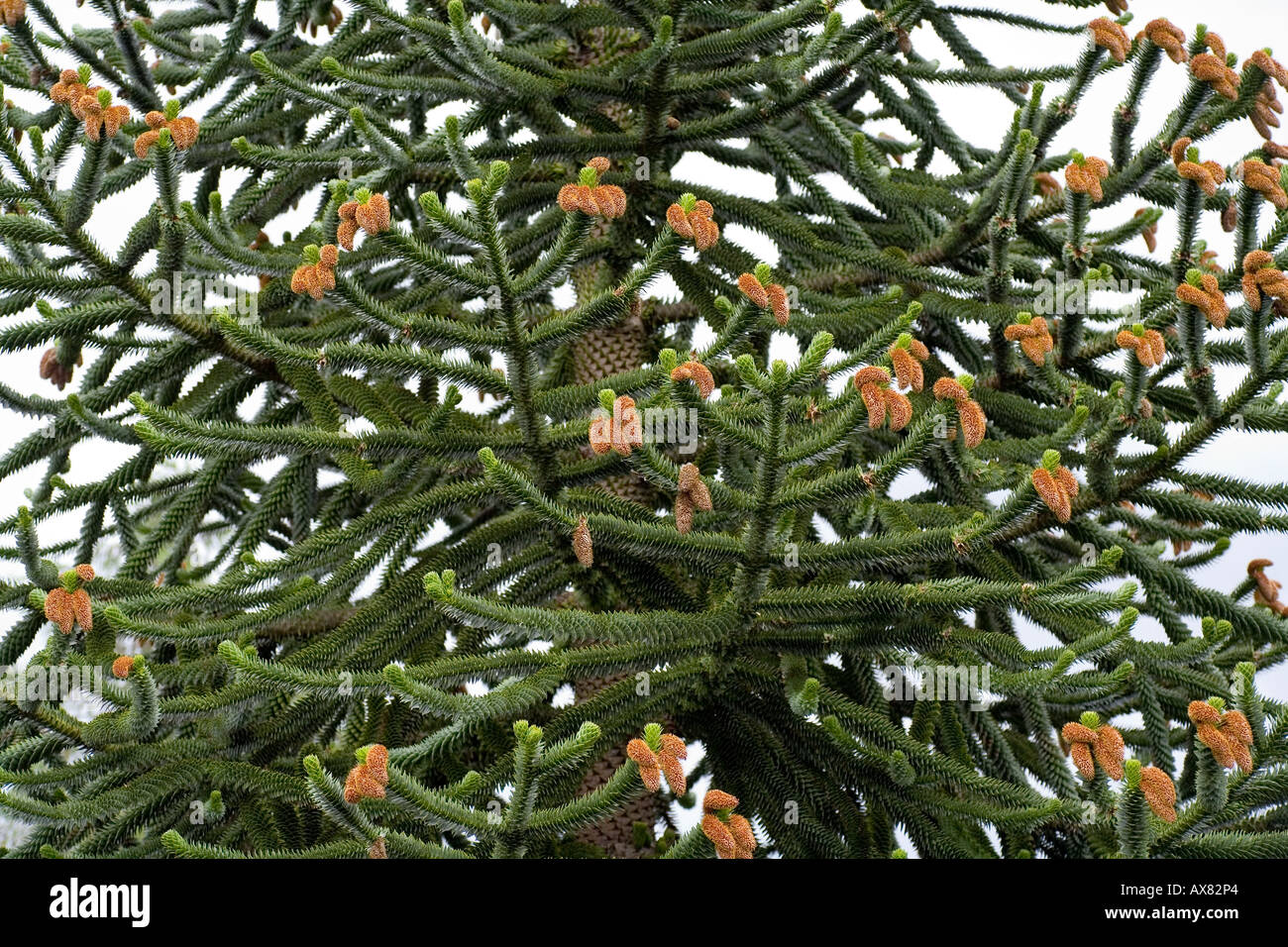 monkey puzzle tree cones Stock Photo - Alamy