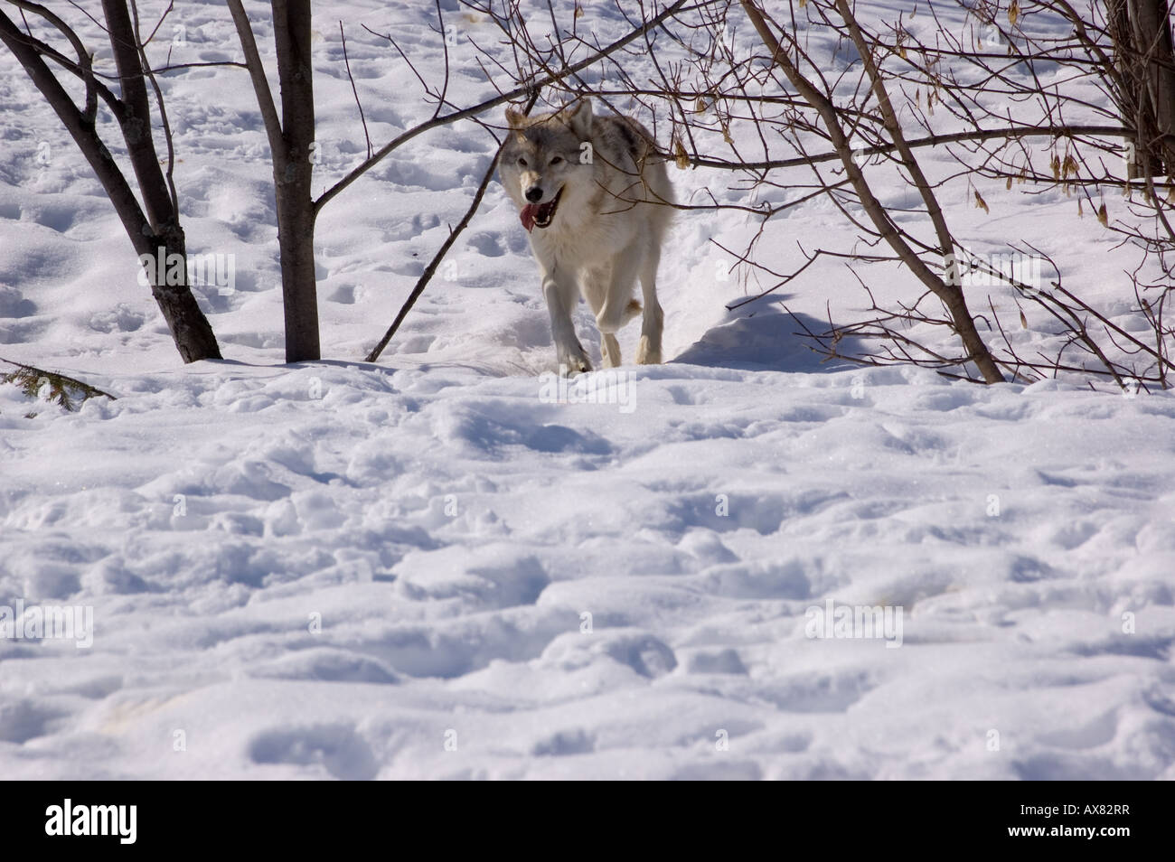 Running snow montreal hi-res stock photography and images - Alamy