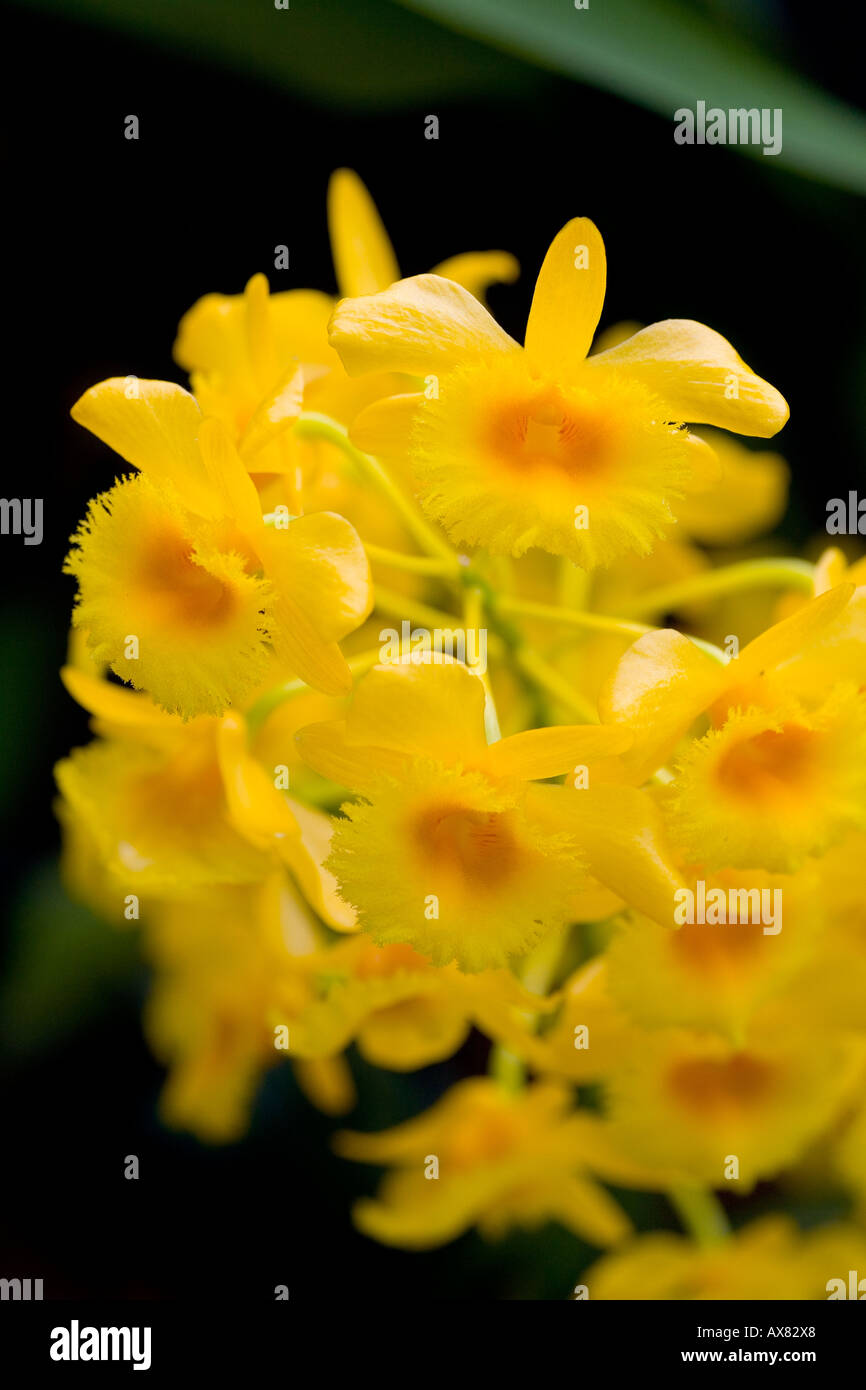 Dendrobium dendrobium sp hi-res stock photography and images - Alamy